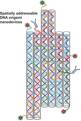DNA Origami: Folded DNA‐Nanodevices That Can Direct and Interpret Cell ...