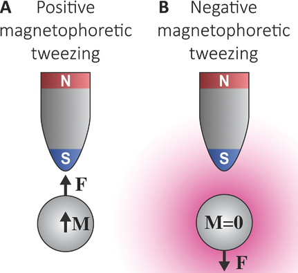 Tweezing of Magnetic and Non‐Magnetic Objects with Magnetic Fields ...