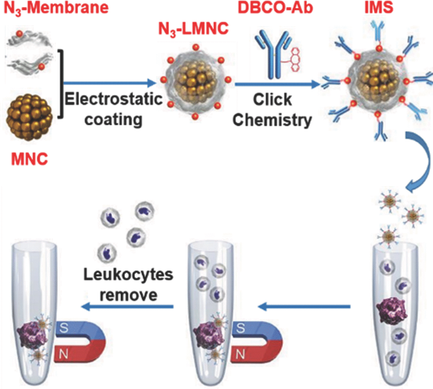 Biomimetic Immuno‐Magnetosomes for High‐Performance Enrichment of ...