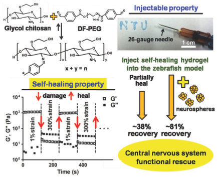 An Injectable, Self‐Healing Hydrogel to Repair the Central Nervous ...