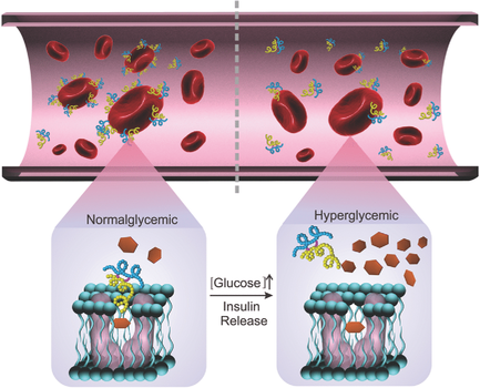 Red Blood Cells for Glucose‐Responsive Insulin Delivery,Advanced ...