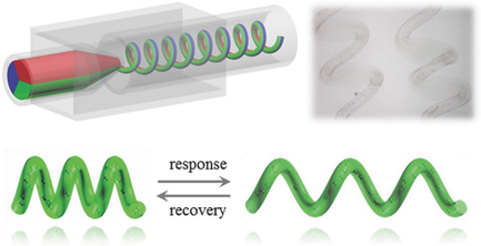 Bioinspired Helical Microfibers from Microfluidics,Advanced Materials ...