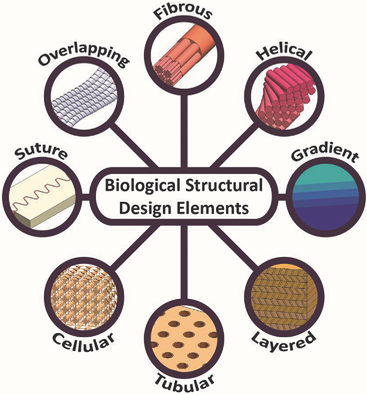 Structural Design Elements in Biological Materials: Application to Bioinspiration,Advanced ...