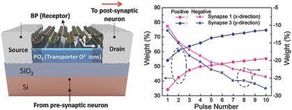 Anisotropic Black Phosphorus Synaptic Device for Neuromorphic Applications,Advanced Materials ...