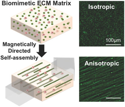 Independent Control of Topography for 3D Patterning of the ECM ...