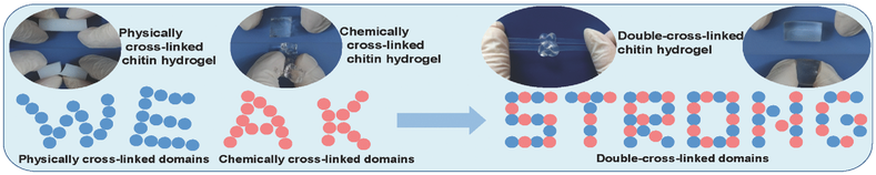 通过顺序化学和物理交联获得高柔韧性，高韧性双交联几丁质水凝胶,Advanced Materials - X-MOL