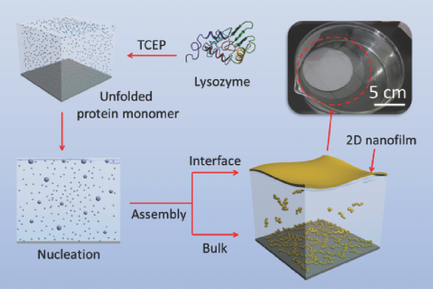2D Protein Supramolecular Nanofilm with Exceptionally Large Area and ...