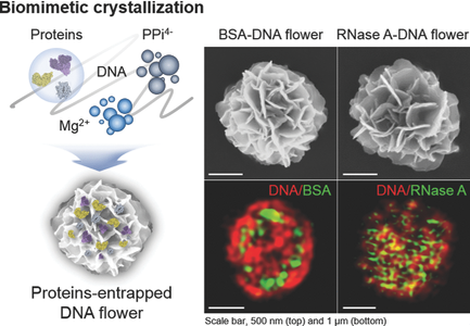 One‐Pot Synthesis of Multiple Protein‐Encapsulated DNA Flowers and ...