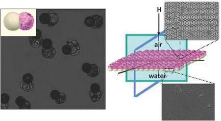Amphiphilic Janus Particles Generated via a Combination of Diffusion ...