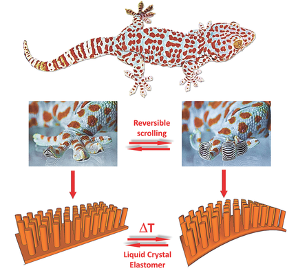 Smart Muscle‐Driven Self‐Cleaning of Biomimetic Microstructures from ...