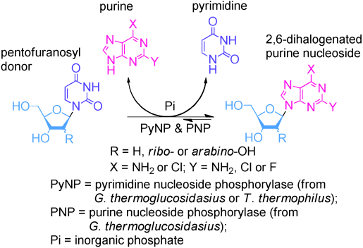 Synthesis of 2,6‐Dihalogenated Purine Nucleosides by Thermostable ...