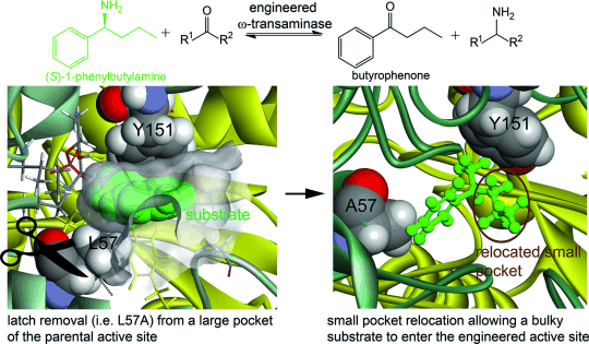 Expanding Substrate Specificity of ω‐Transaminase by Rational ...