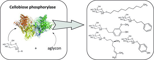 Chemoenzymatic Synthesis of β‐D‐Glucosides using Cellobiose ...