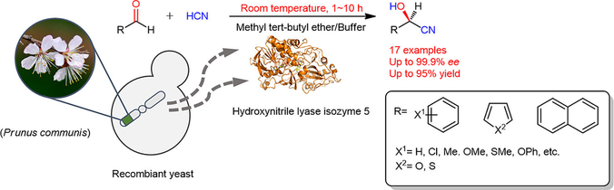 Hydroxynitrile Lyase Isozymes from Prunus communis: Identification ...