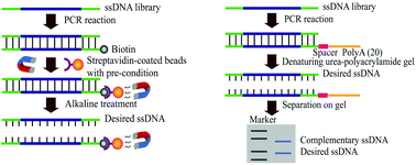 Comparison of the methods for generating single-stranded DNA in SELEX,Analyst - X-MOL