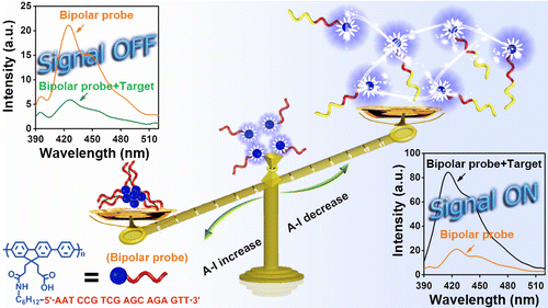 Rational Designed Bipolar, Conjugated Polymer-DNA Composite Beacon for ...