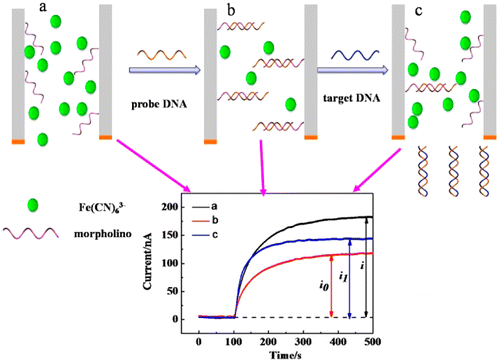 Morpholino-Functionalized Nanochannel Array for Label-Free Single ...