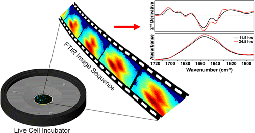Characterization of Protein Structural Changes in Living Cells Using ...
