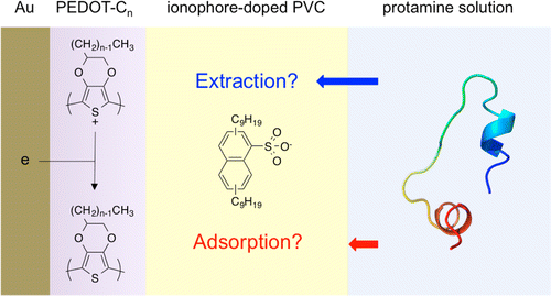 Extraction or Adsorption? Voltammetric Assessment of Protamine Transfer ...