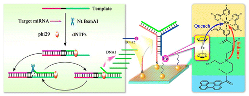 基于Phi29 DNA聚合酶介导的链位移置换的信号关闭型电化学发光生物传感器，用于MicroRNA检测,Analytical ...