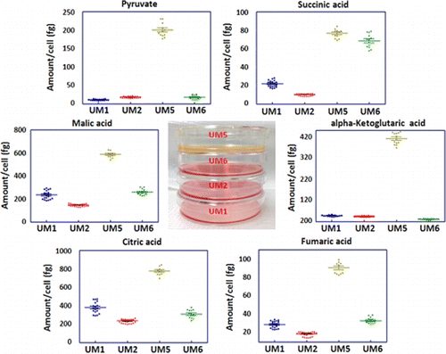 Targeted Metabolomic Analysis of Head and Neck Cancer Cells Using High ...