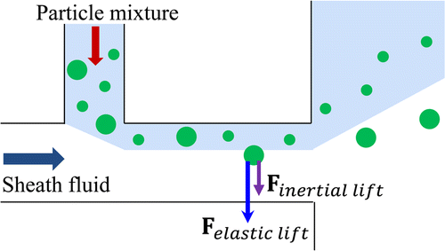 Continuous Microfluidic Particle Separation via Elasto-Inertial Pinched Flow Fractionation ...