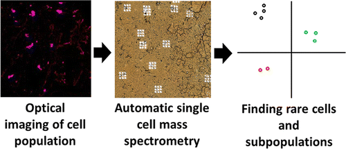 Classification of Large Cellular Populations and Discovery of Rare ...