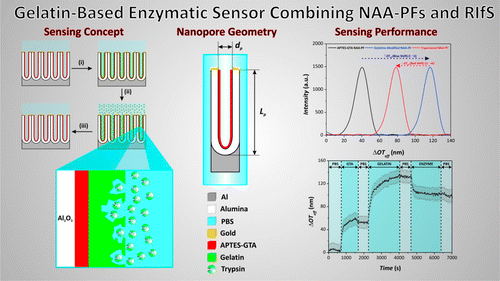 Label-Free Real-Time Quantification of Enzyme Levels by Interferometric ...