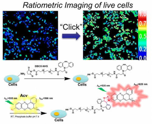 Ratiometric Fluorescence Azide–Alkyne Cycloaddition for Live Mammalian ...