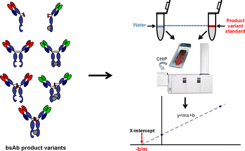 Absolute Quantitation of Intact Recombinant Antibody Product Variants ...