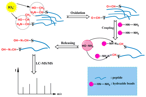 Specific Enrichment of Peptides with N-Terminal Serine/Threonine by a ...