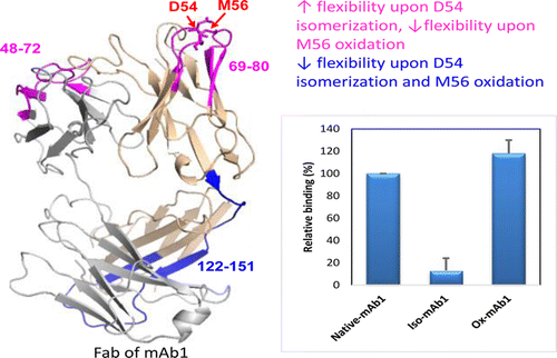Isomerization and Oxidation in the Complementarity-Determining Regions ...