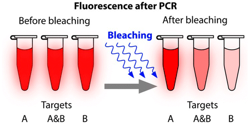 Monochrome Multiplexing in Polymerase Chain Reaction by Photobleaching ...