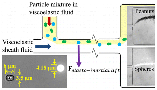 Elasto-Inertial Pinched Flow Fractionation for Continuous Shape-Based Particle Separation ...