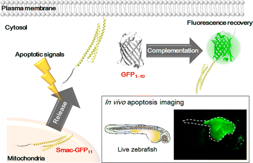基因编码的荧光探针与自发的GFP补充 体内 成像细胞凋亡 。 ,Analytical Chemistry - X-MOL