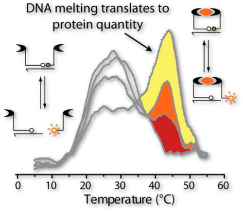 Protein Quantification Using Controlled DNA Melting Transitions in ...