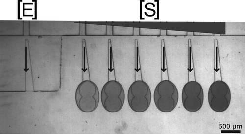 测量固定液滴中的快慢酶动力学,Analytical Chemistry - X-MOL