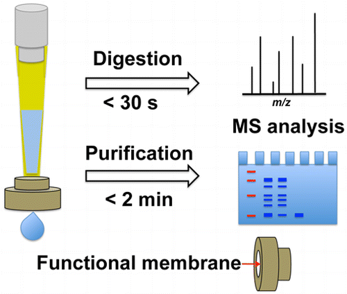 Rapid Protein Digestion and Purification with Membranes Attached to ...