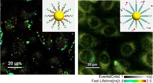 Fluorescence Lifetime Imaging of Nanoflares for mRNA Detection in ...