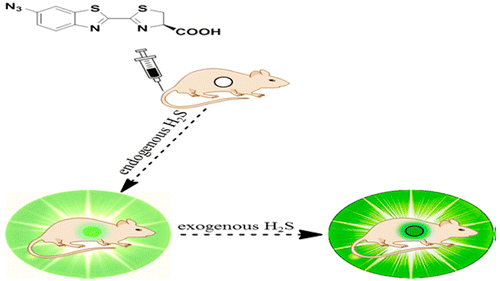 Visualization of in Vivo Hydrogen Sulfide Production by a ...