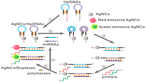 Hairpin DNA-Templated Silver Nanoclusters as Novel Beacons in Strand ...