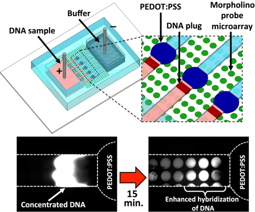 Integration of Multiplexed Microfluidic Electrokinetic Concentrators with a Morpholino ...