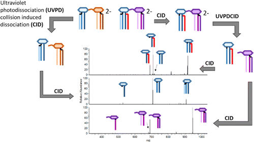 UVliPiD：基于UVPD的层次化方法进行 从头 类脂A结构的表征,Analytical Chemistry - X-MOL