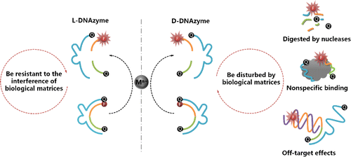 Biostable L-DNAzyme for Sensing of Metal Ions in Biological Systems ...