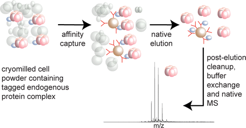 A Robust Workflow for Native Mass Spectrometric Analysis of Affinity-Isolated Endogenous Protein ...