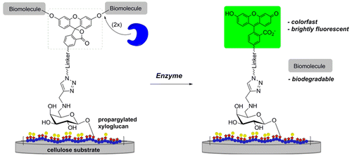 Cellulose-Based Biosensors for Esterase Detection,Analytical Chemistry ...