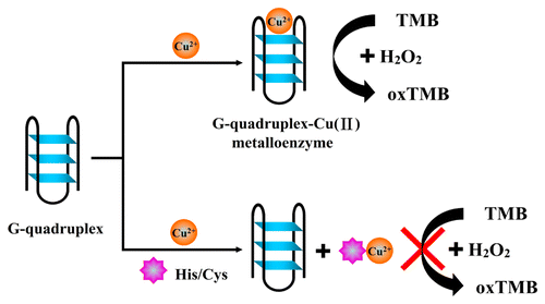 基于G-四链体-Cu（II）金属酶的比色策略用于组氨酸和半胱氨酸的高灵敏度和选择性的同时检测,Analytical Chemistry - X-MOL