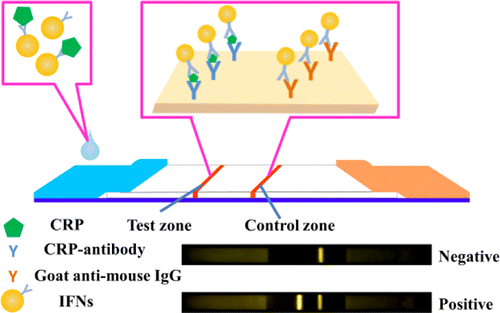 Sensitive and Quantitative Detection of C-Reaction Protein Based on Immunofluorescent ...