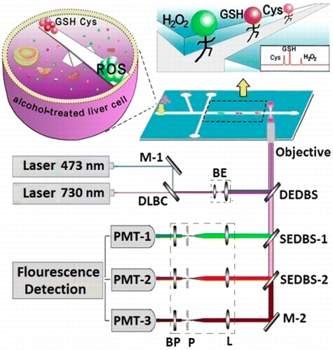 Multicolor Fluorescence Detection-Based Microfluidic Device for Single ...