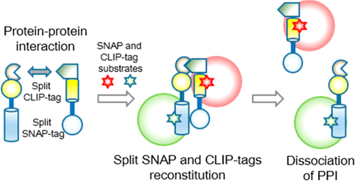 Development of a Split SNAP-CLIP Double Labeling System for Tracking ...
